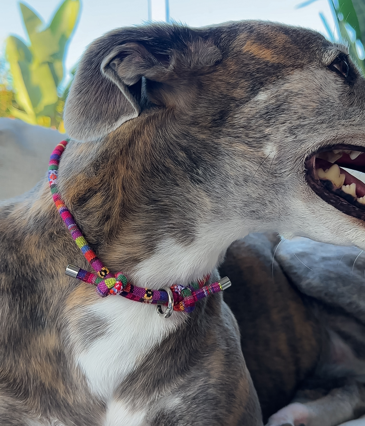 Boho House Collar - Dusk – Houndd Co