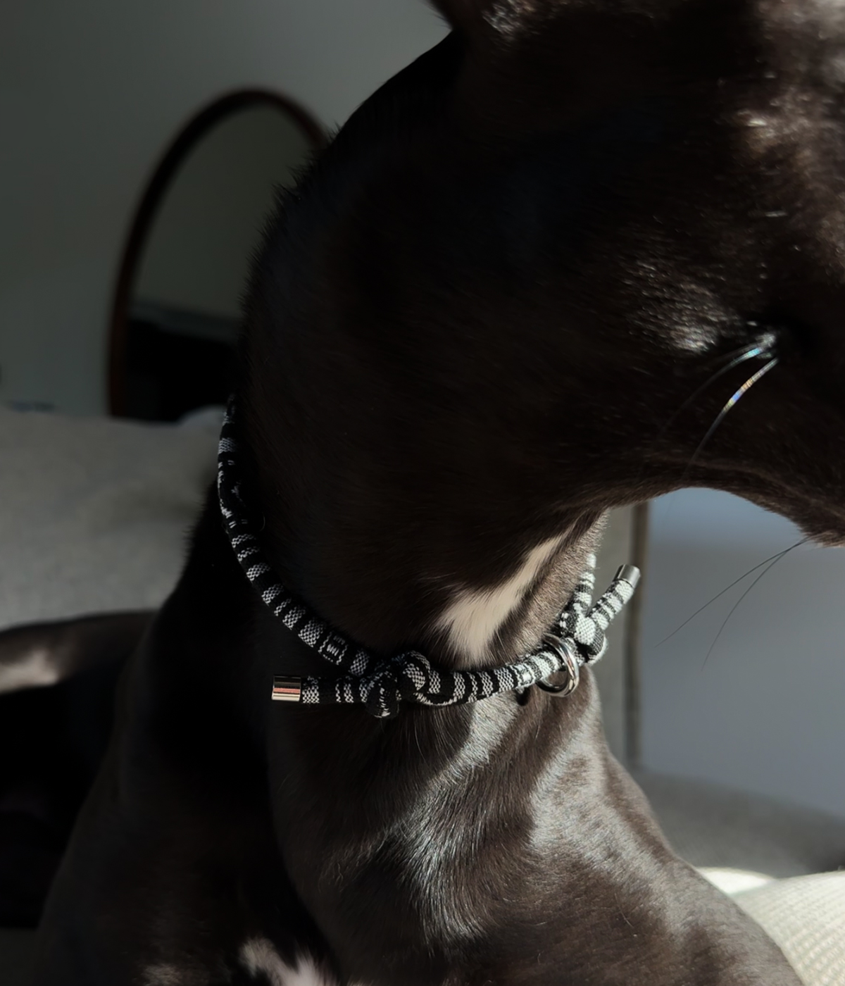 Boho House Collar - Midnight – Houndd Co