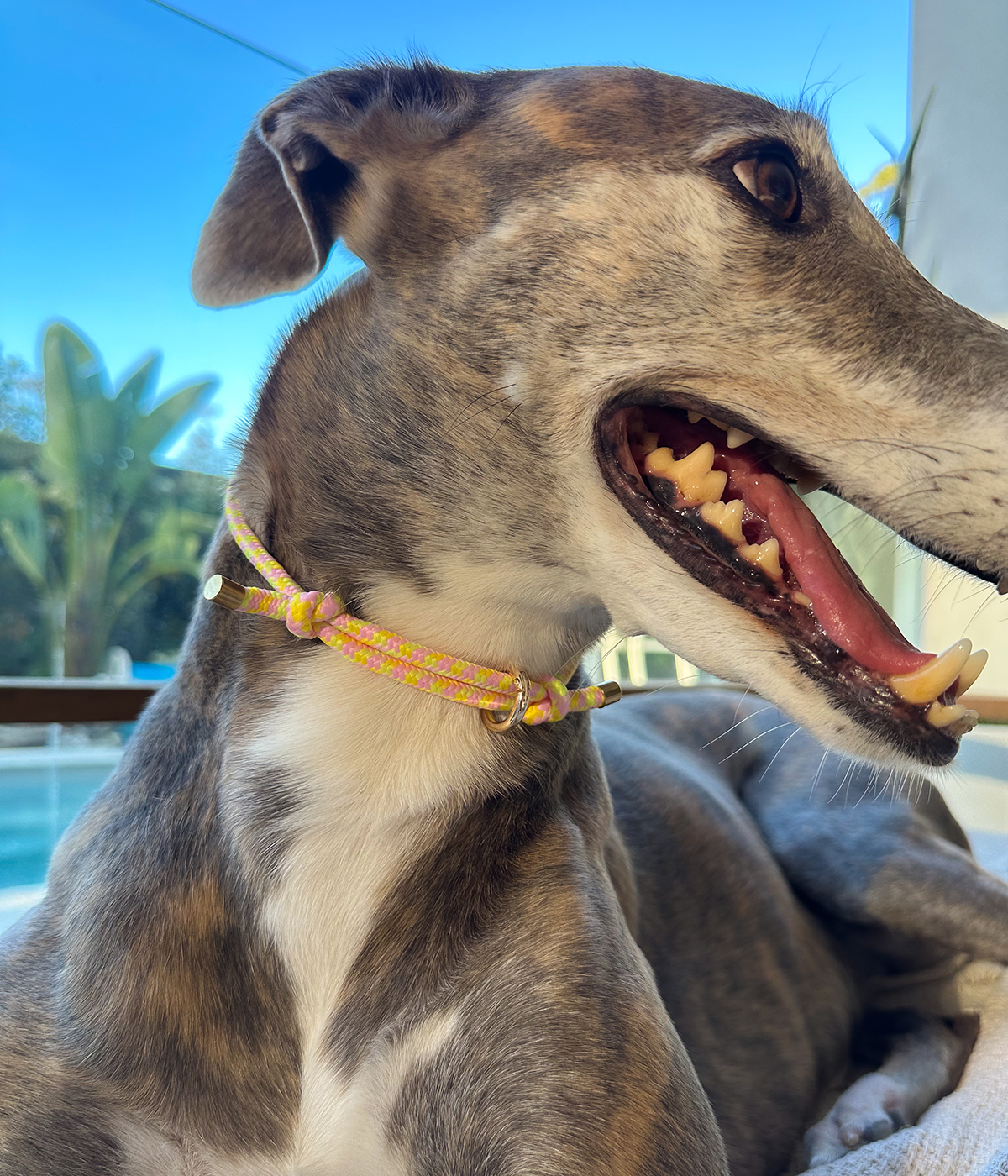 House Collar - Pineapple Punch – Houndd Co
