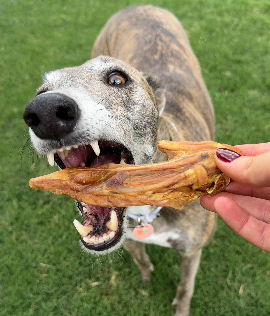 Houndd Co | Collars, Clothes & Treats for Greyhounds, Whippets & Iggys